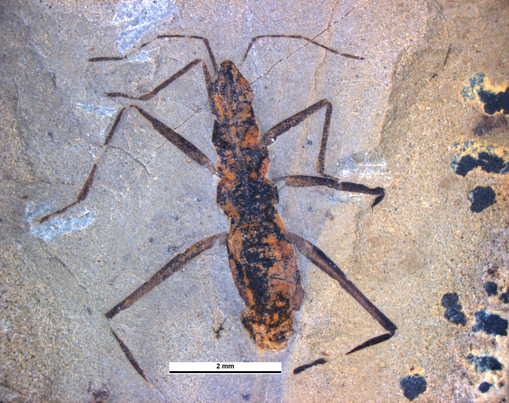 The Mineralogical Society of Western Australia (MinSocWA) | Standing on ...